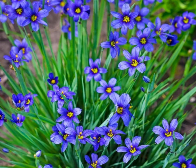 Maria Gardens Your Premier Retail Garden Center