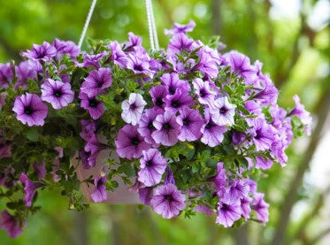 Maria Gardens Your Premier Retail Garden Center