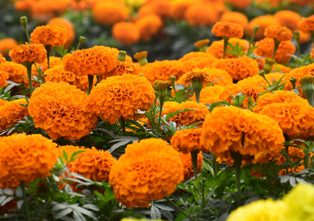 Maria Gardens Your Premier Retail Garden Center