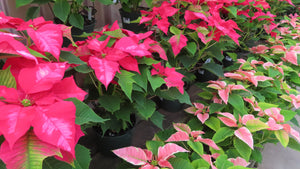 Maria Gardens Your Premier Retail Garden Center