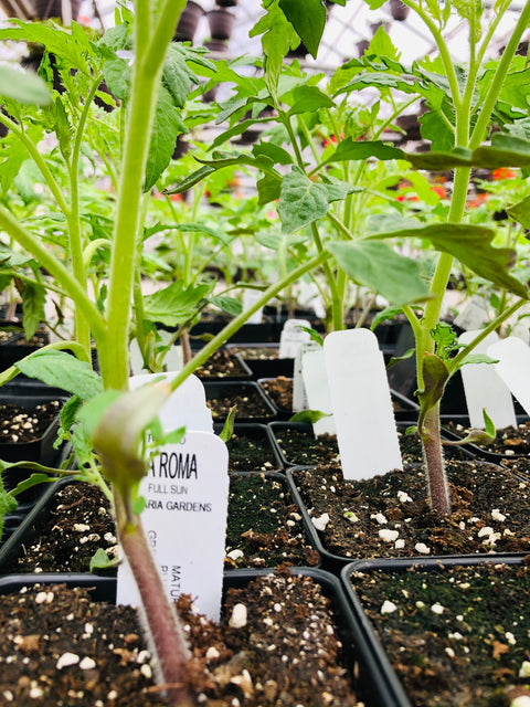 Maria Gardens Your Premier Retail Garden Center